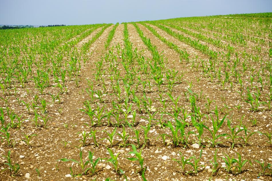 Cornfield Corn Field free image download