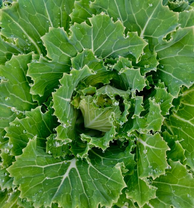 Large fruit of cabbage free image download