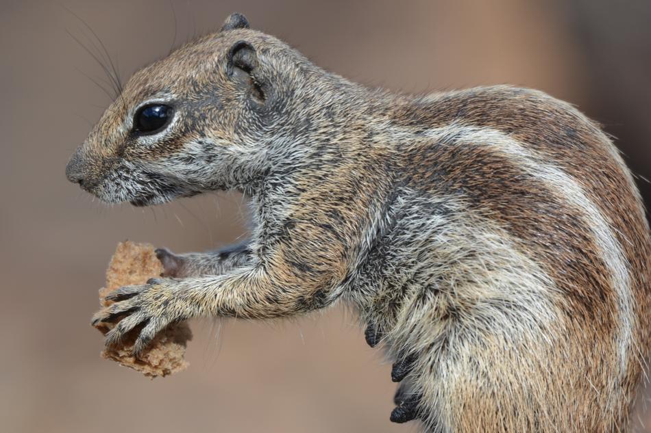Squirrel Ground Animal free image download