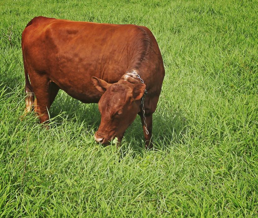 Cute red cow in meadow free image download