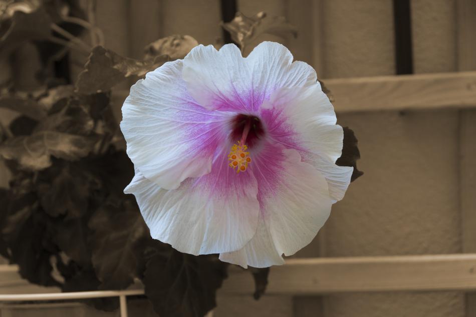 Bud of fragrant flower free image download