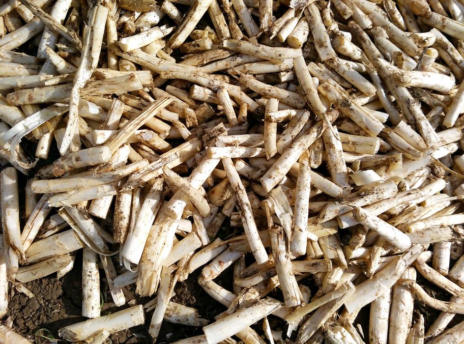 Rural crop dry free image download