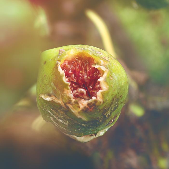 Beautiful fresh fruit free image download