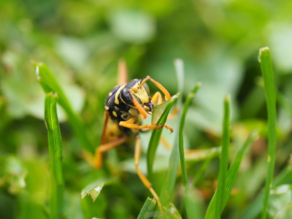 Wasp Insect Nature Close free image download