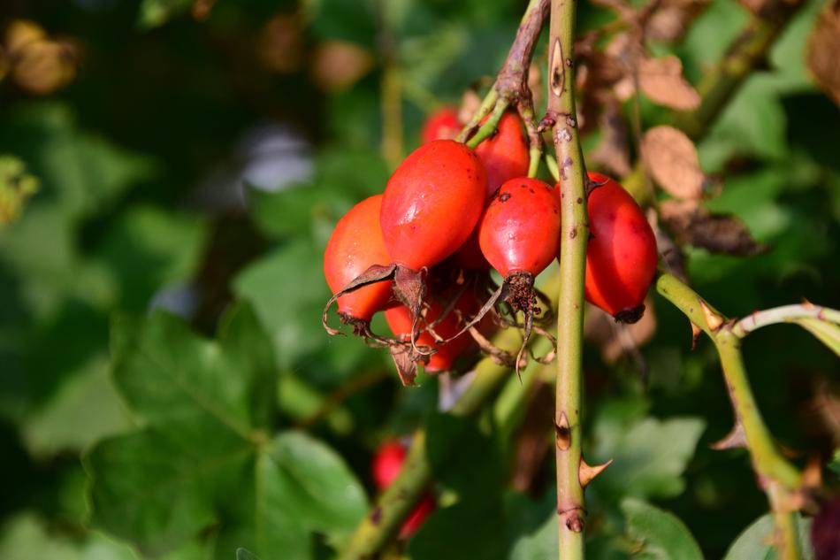 Rose Hip Ripe Forest free image download