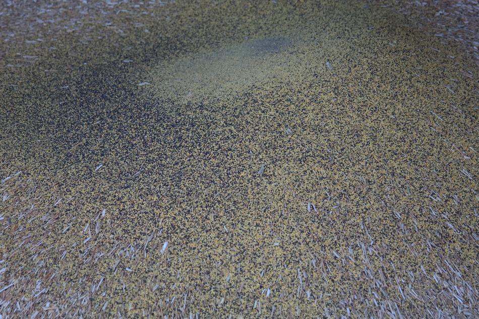 Chaff Coffee Threshing free image download