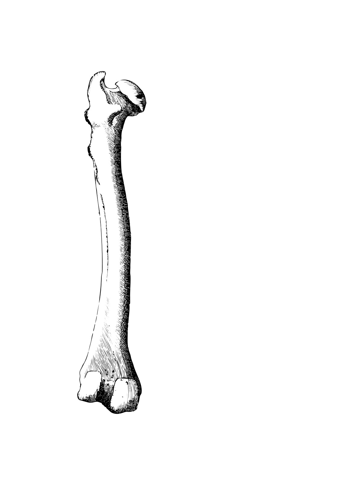 Bone leg drawing free image download