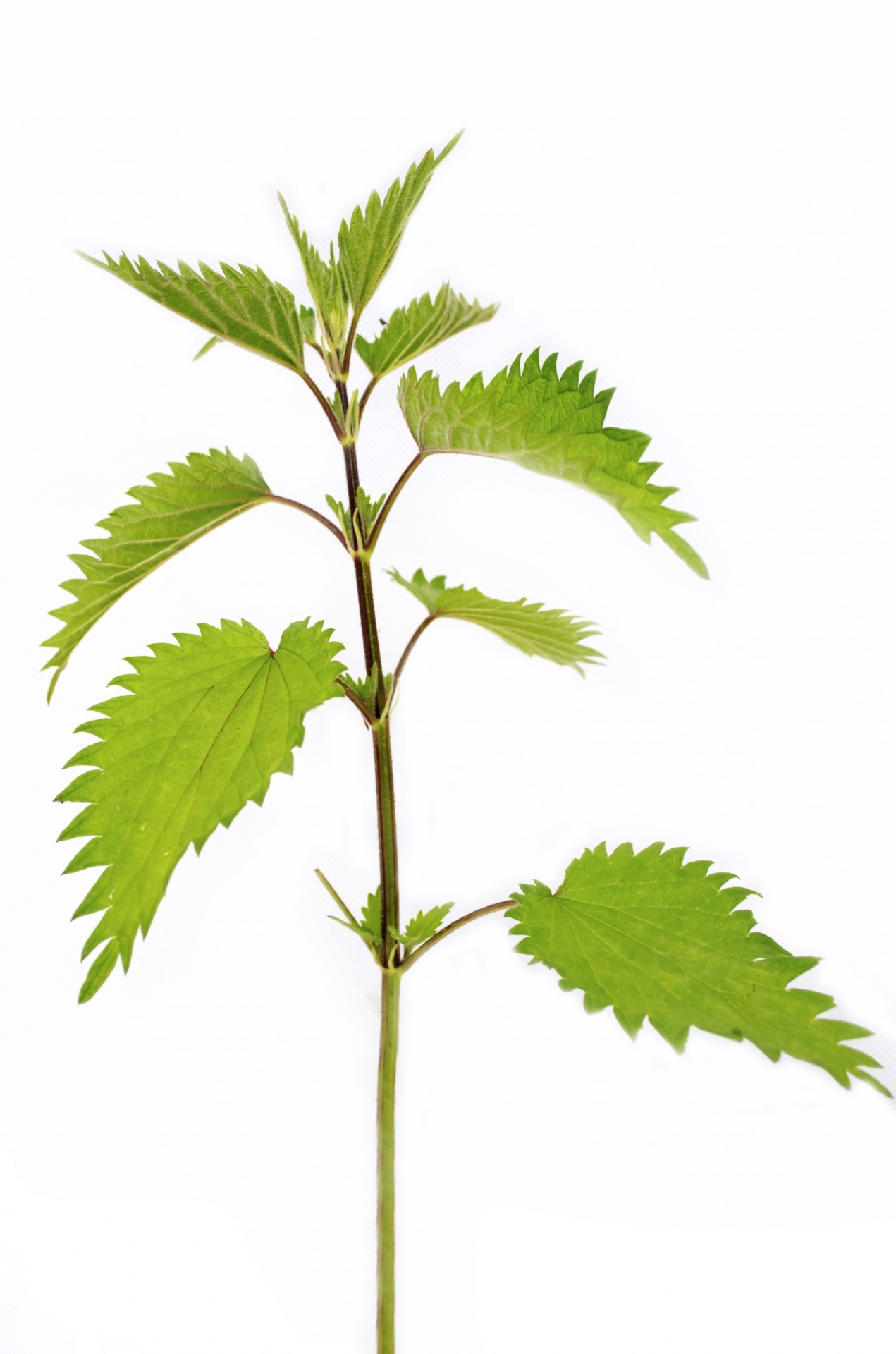 Isolated nettle free image download