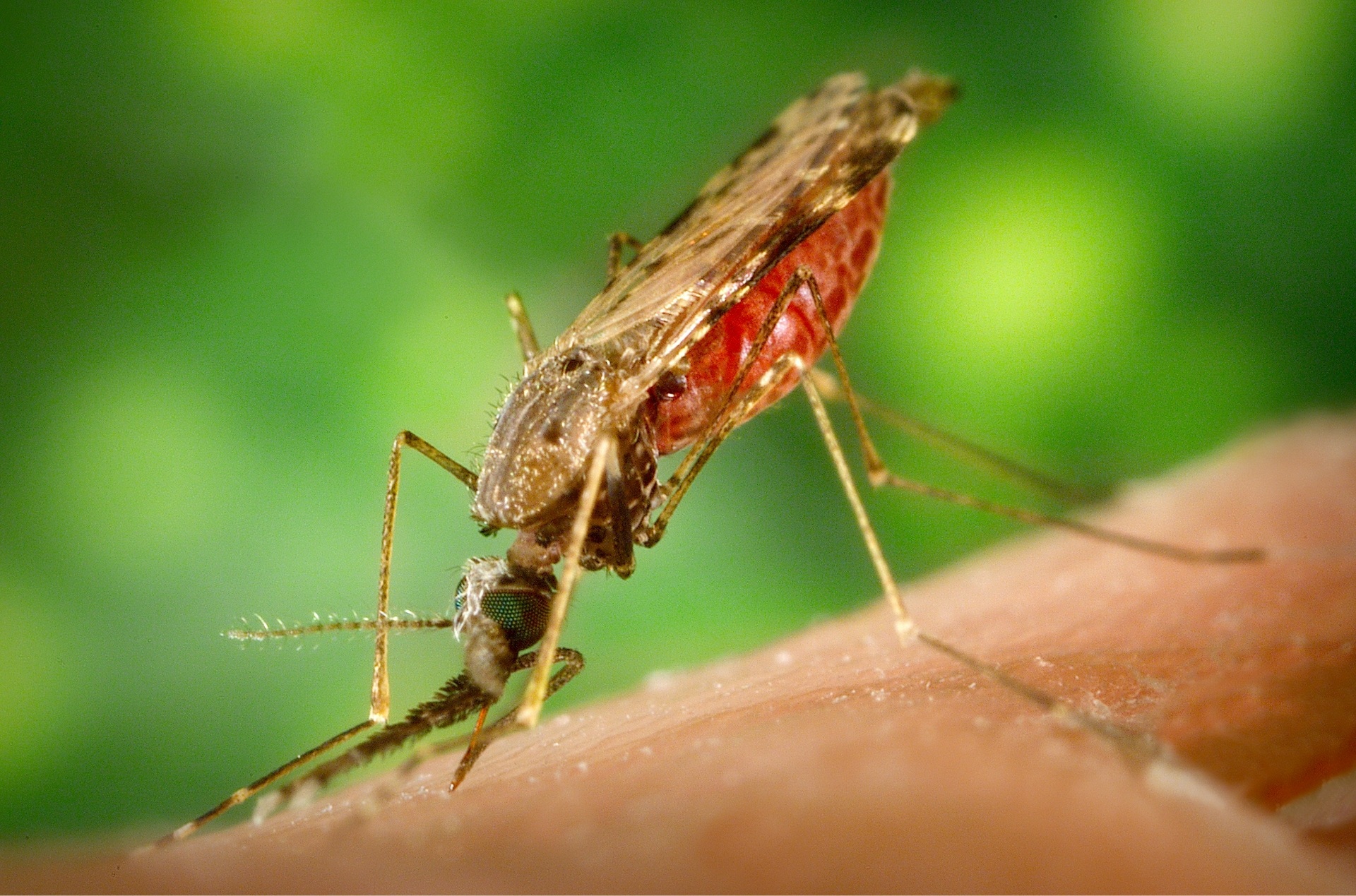 Mosquito Malaria Plaque skin free image download