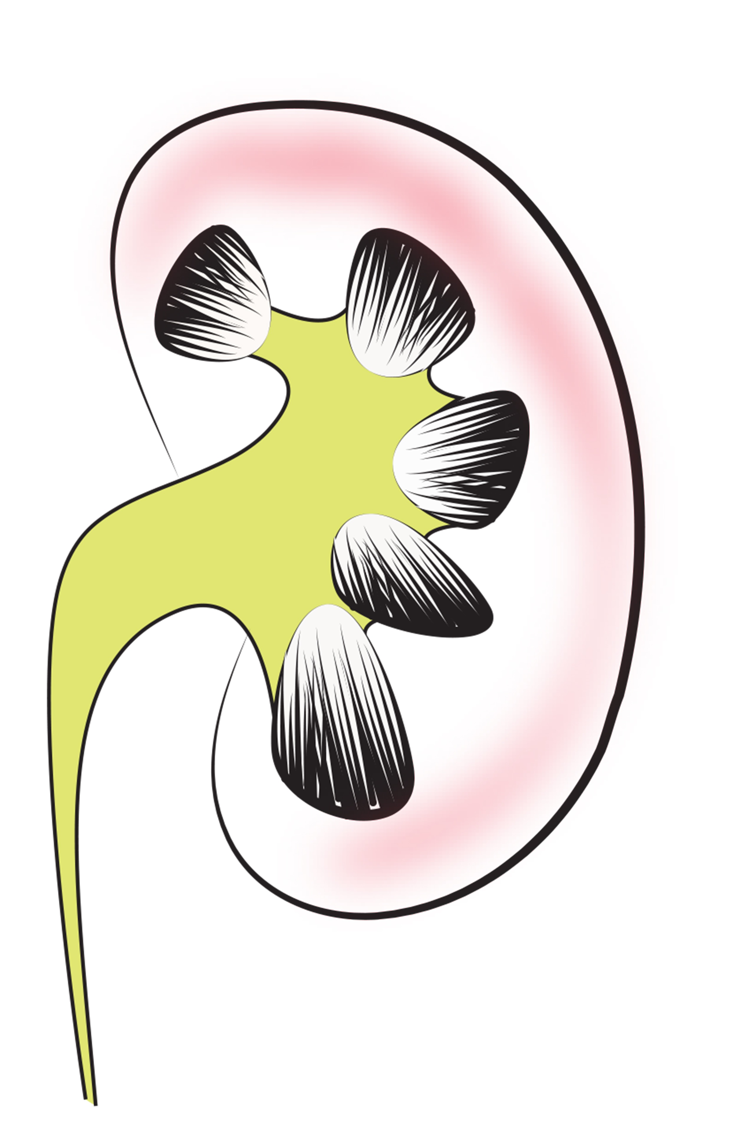 Kidney renal medical drawing free image download