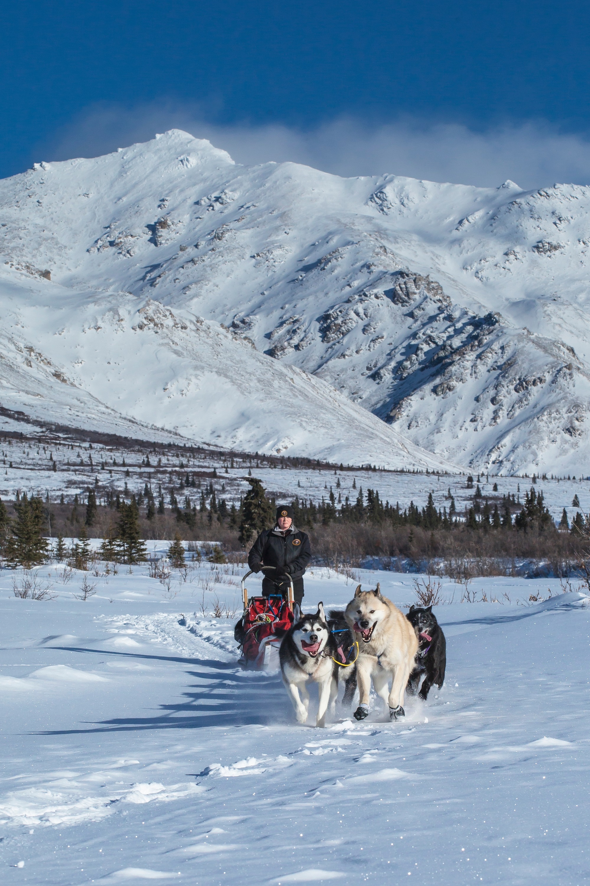 Man riding dog sled free image download