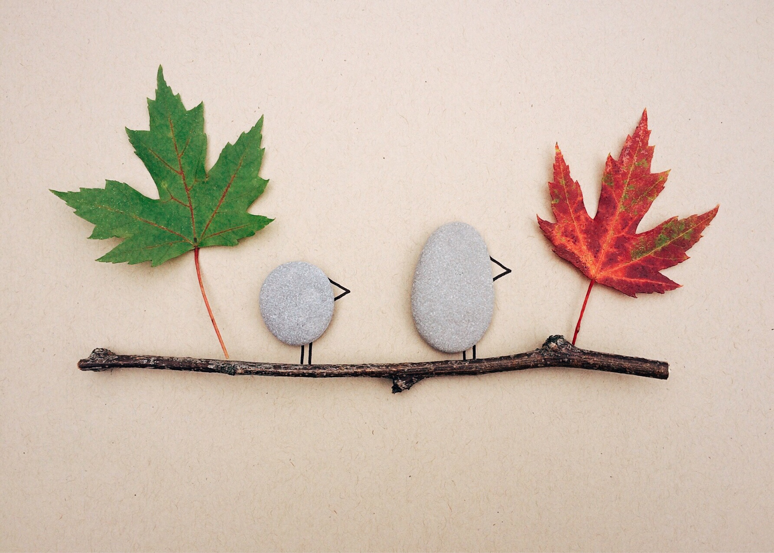 Application of white pebbles and maple leaves free image download