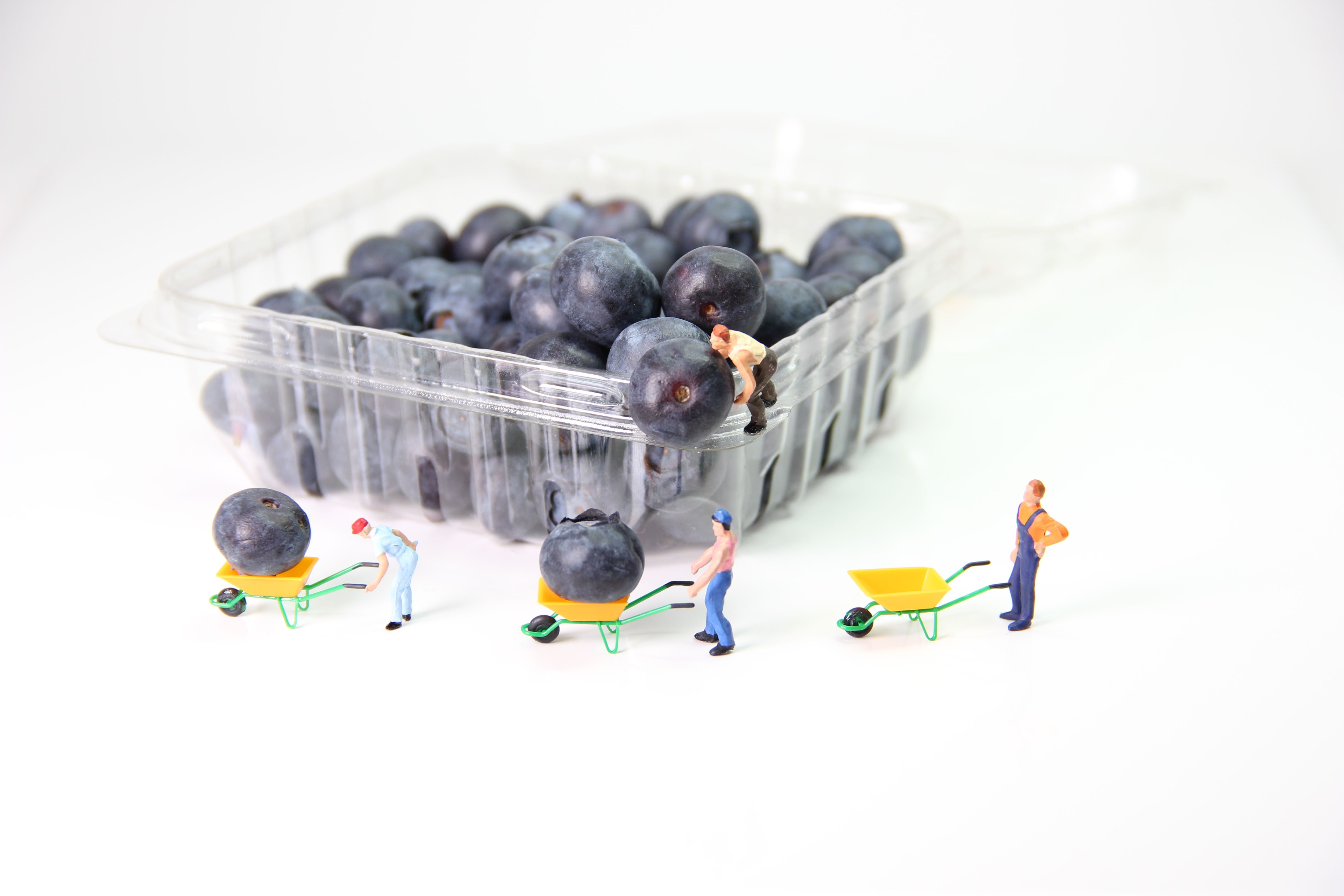 Blueberries Transport man free image download