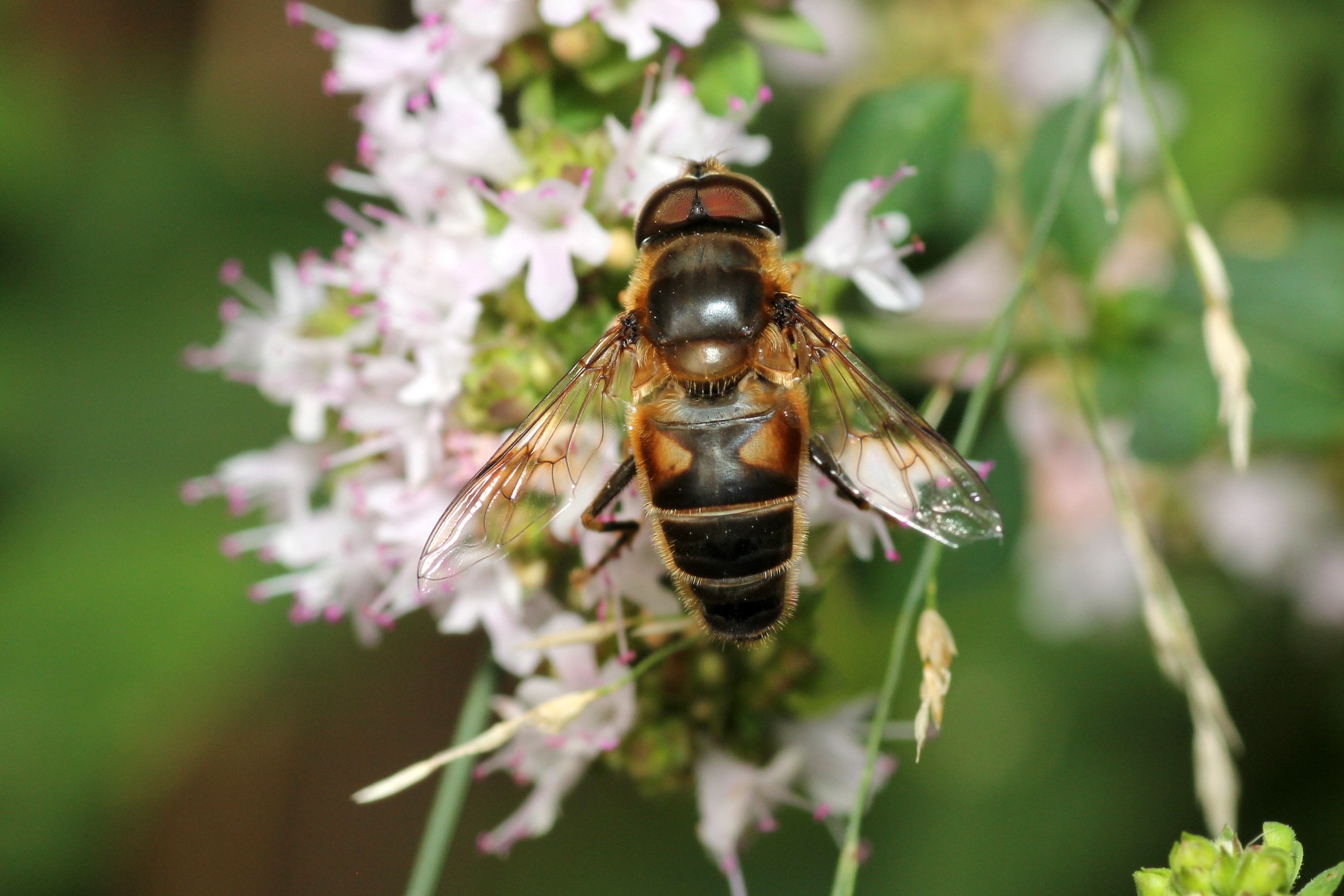 Hoverfly on tiny flowers close up free image download