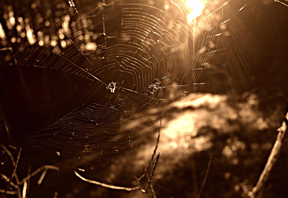 Spider on Web at sunset free image download