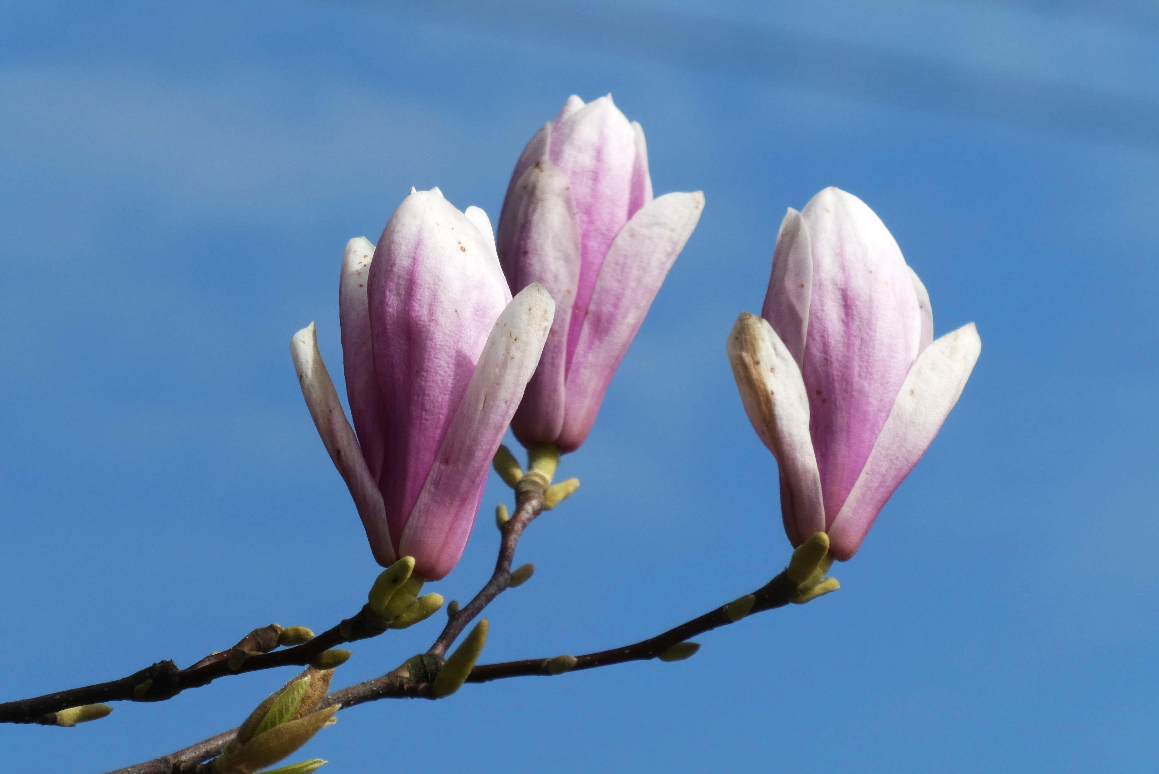 Incredible Magnolia Flower Button free image download