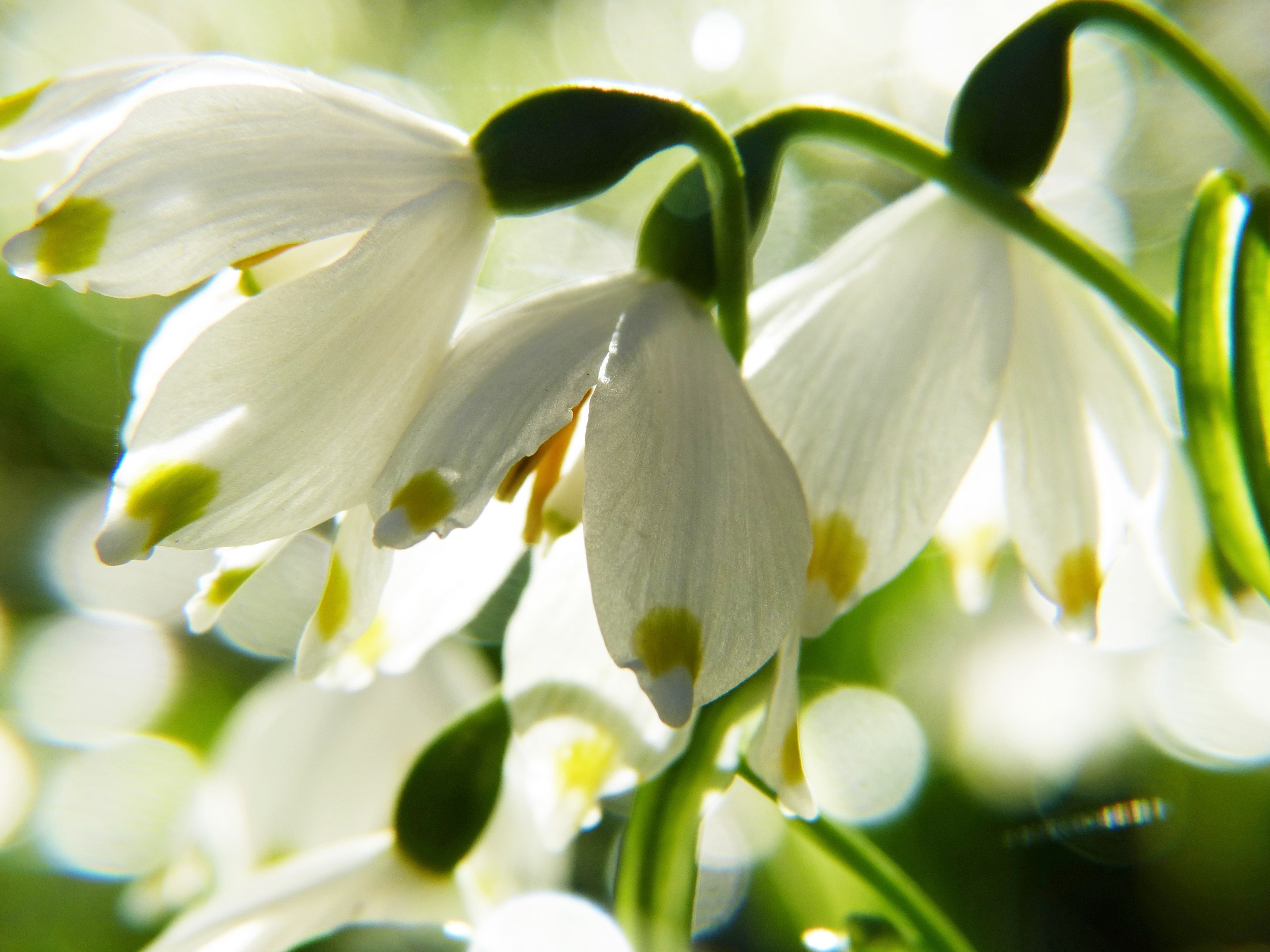 Snowdrop flowers in sun light free image download