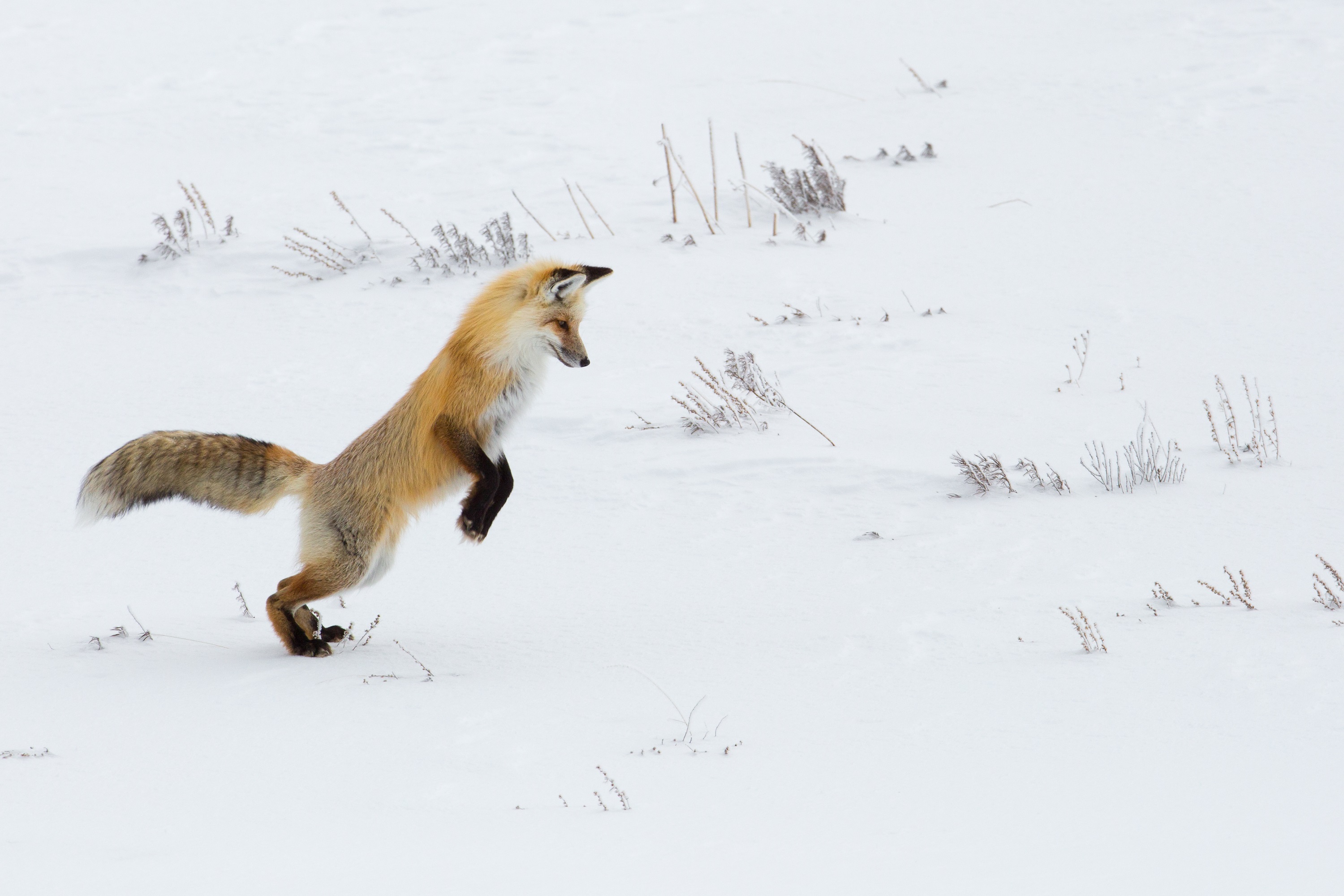 Furry fox is jumping in the snow in a national park free image download