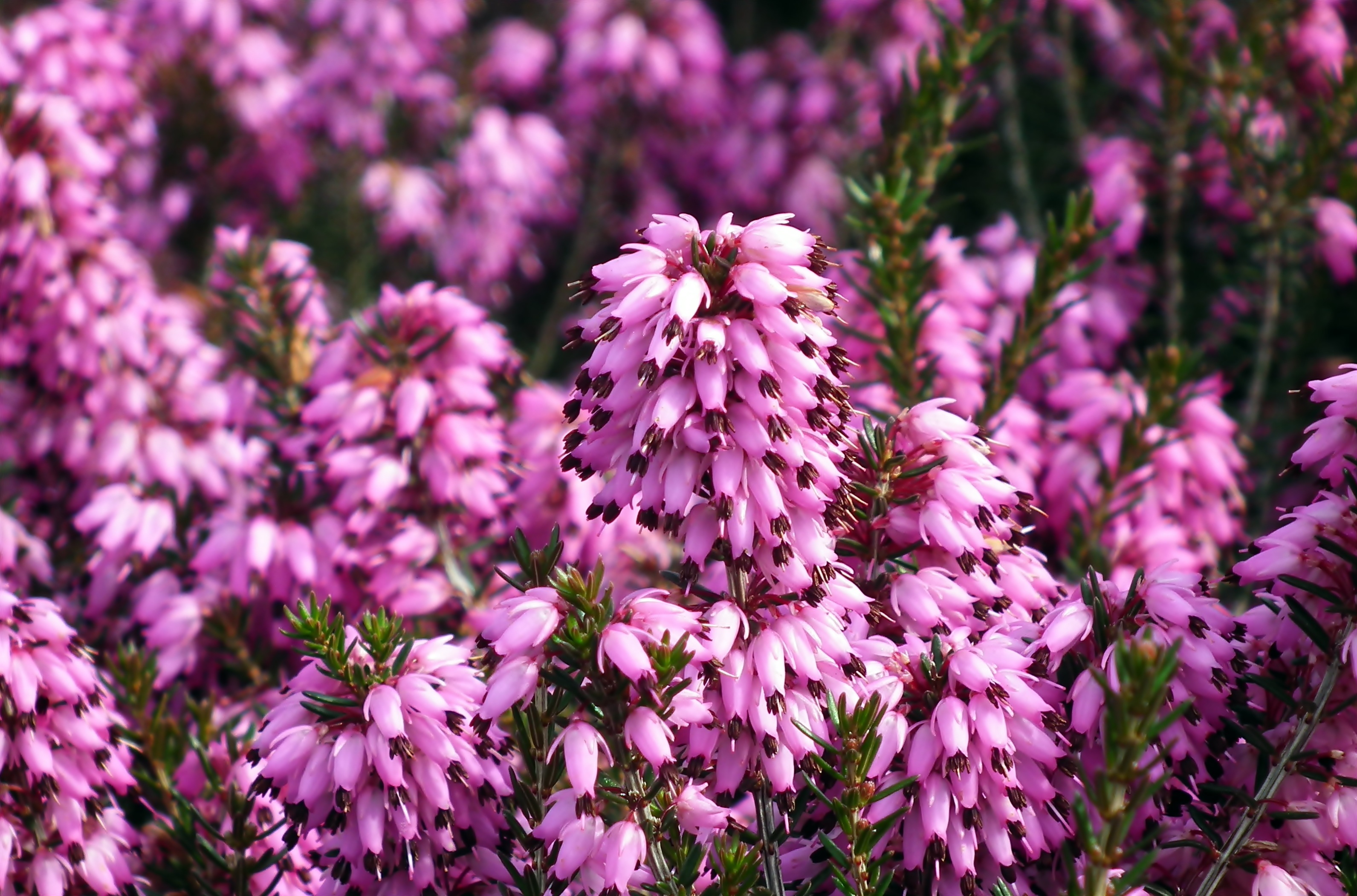 Purple heather close up free image download