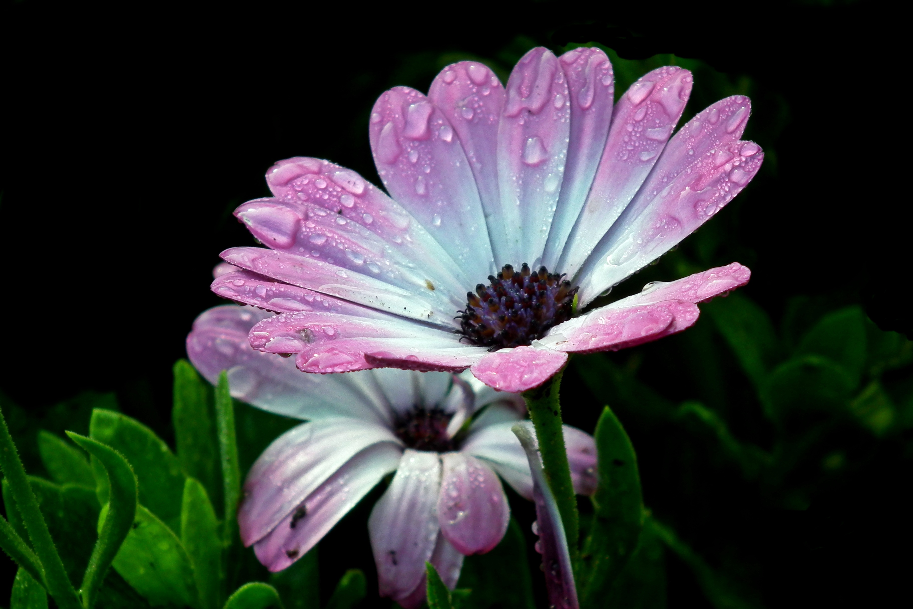 Spring garden flower after rain free image download