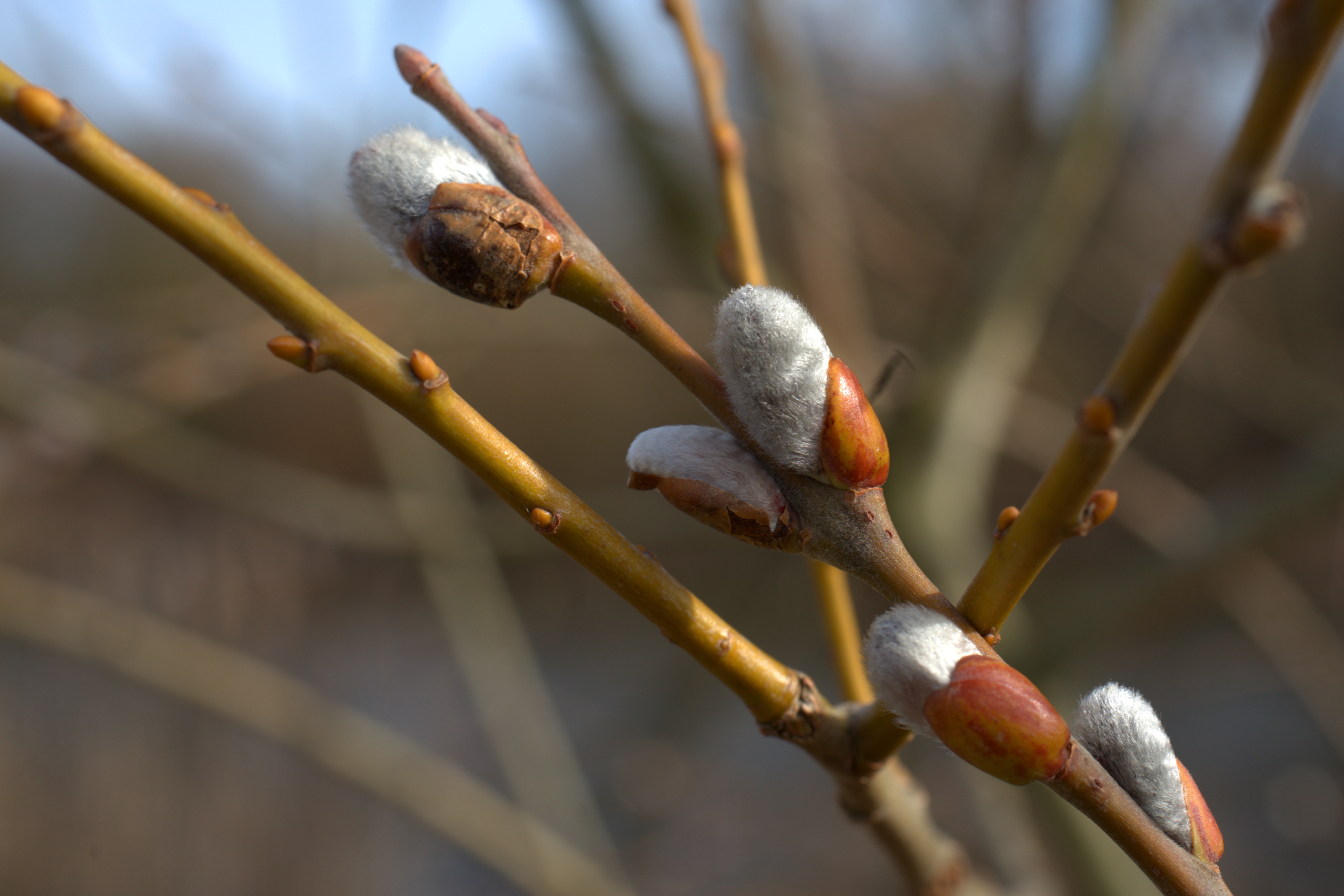 Willow Catkin Spring free image download
