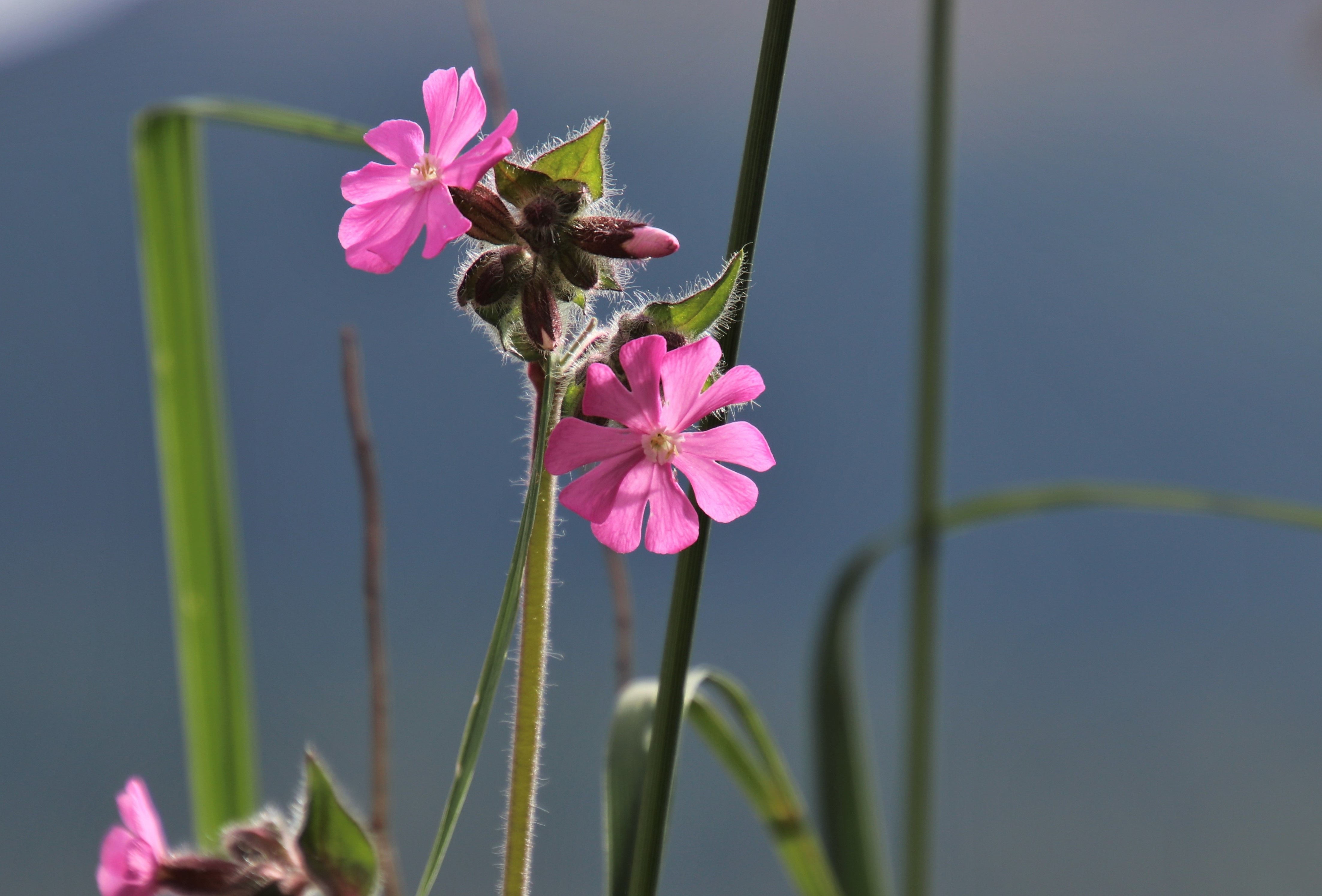 Splendid Spring Grass Pink free image download