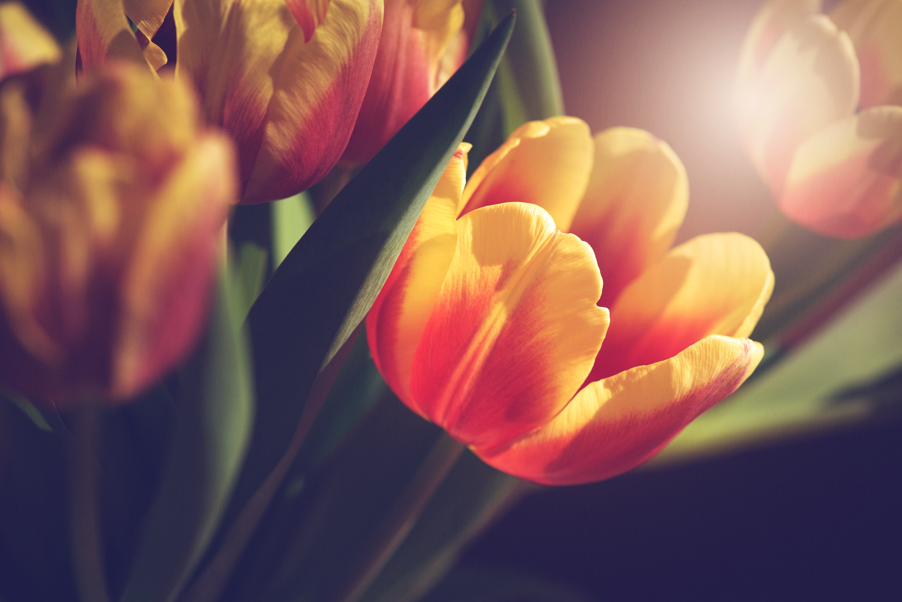 Tulip Blooms free image download