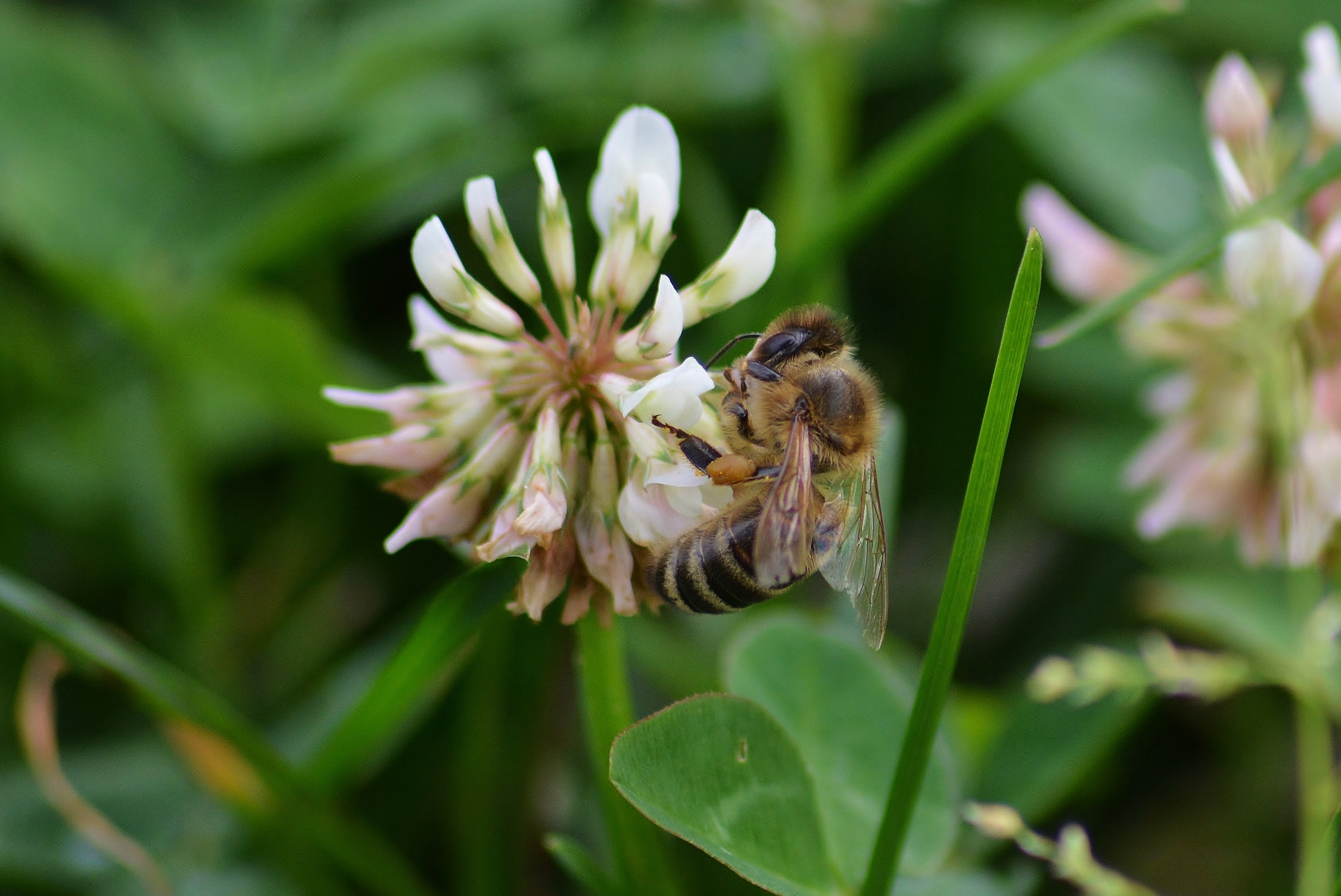Honey bee on white clover free image download