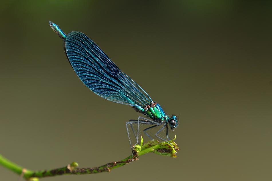 Beautiful blue Dragonfly free image download