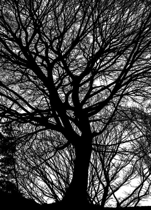 Splendid trees silhouette free image download