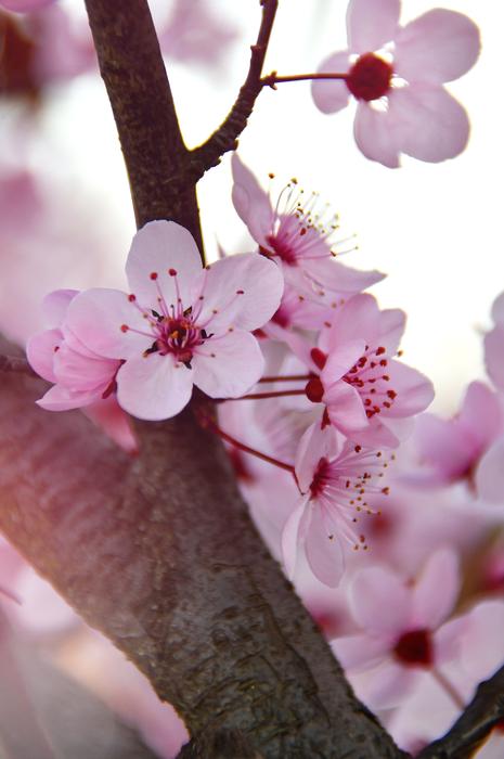 Pink Spring Flowers free image download