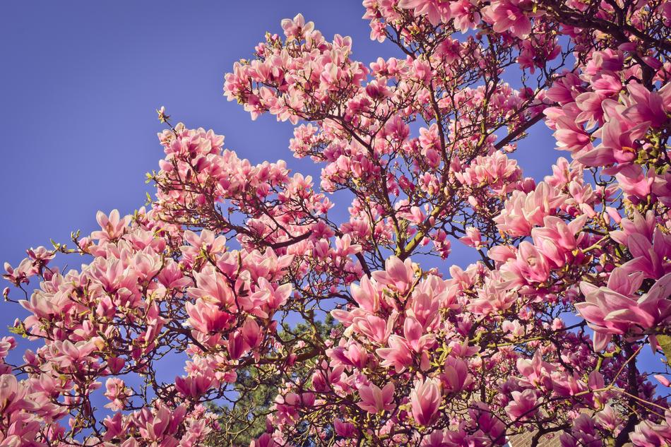 Fragrant blooming magnolia flowers in season free image download