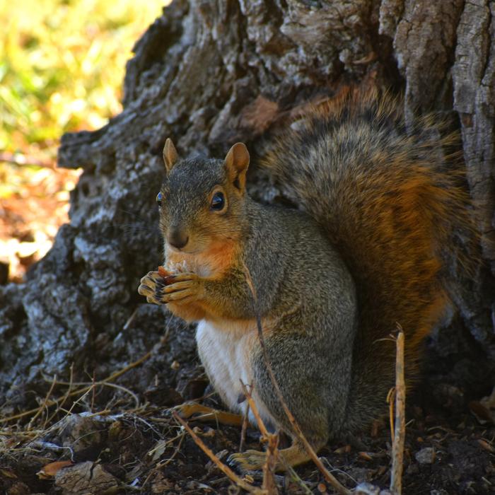 Excellent Animal Squirrel free image download