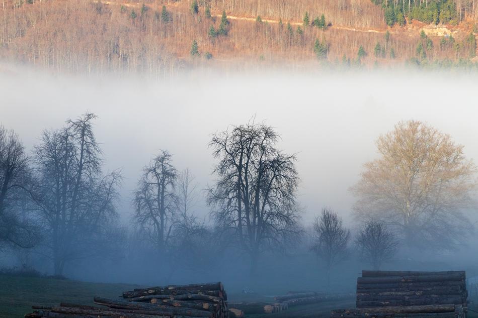 Fog Light tree free image download