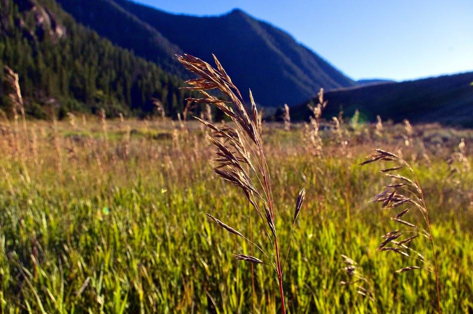 Grasses In Madison Canyon free image download