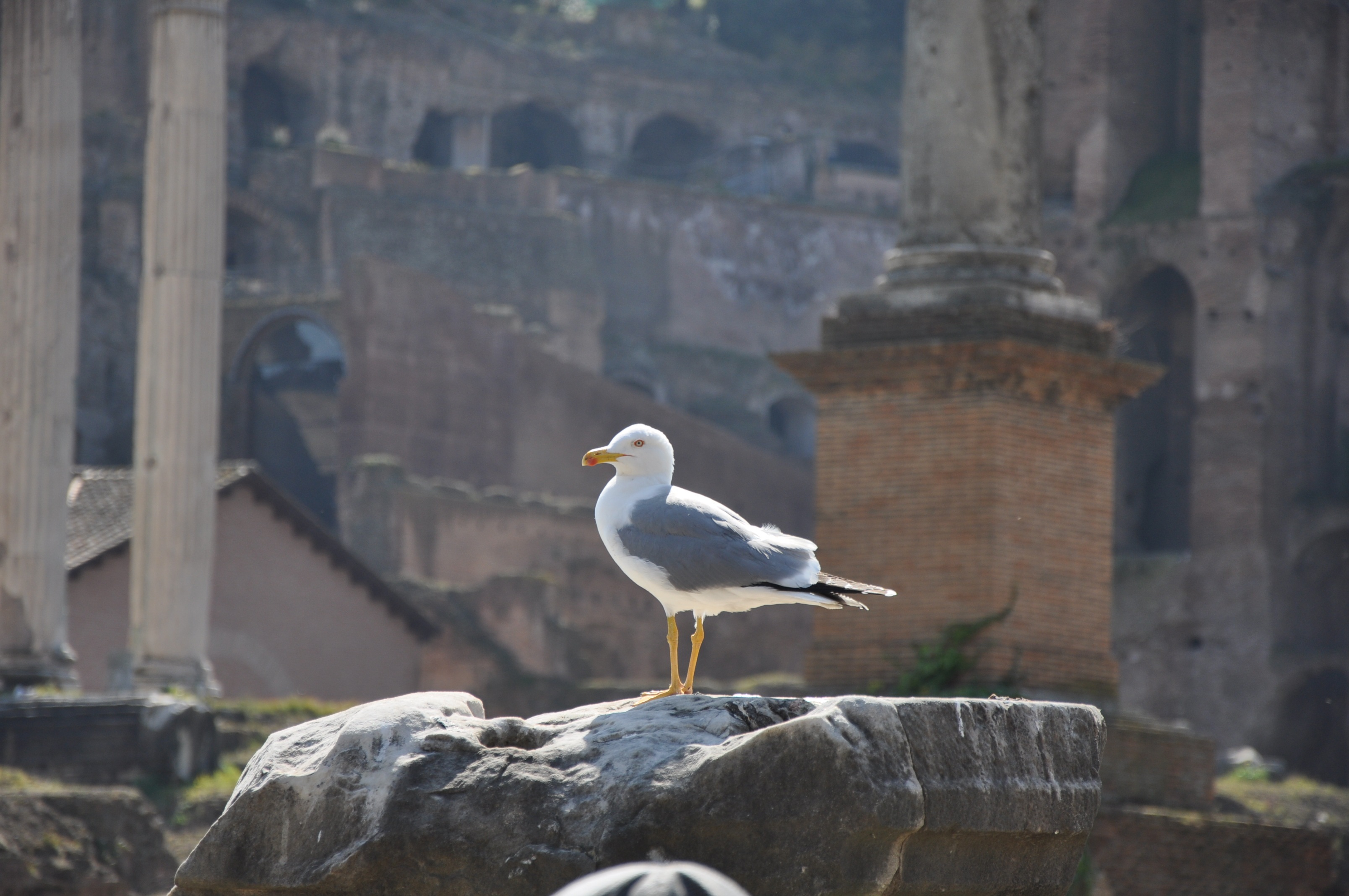 Beautiful, grey and white bird among the columns in Rome Italy free ...