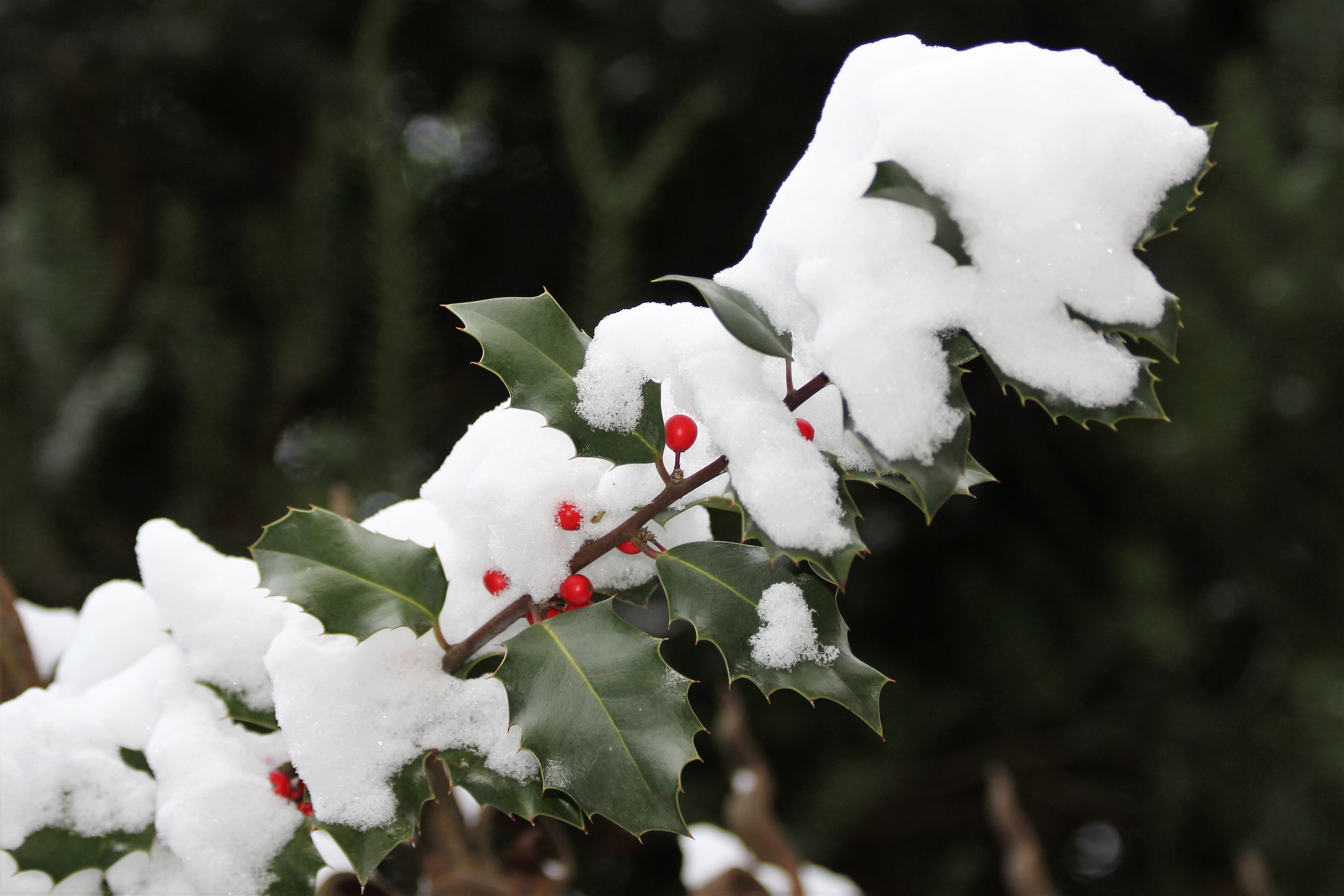 Common holly in first snow free image download