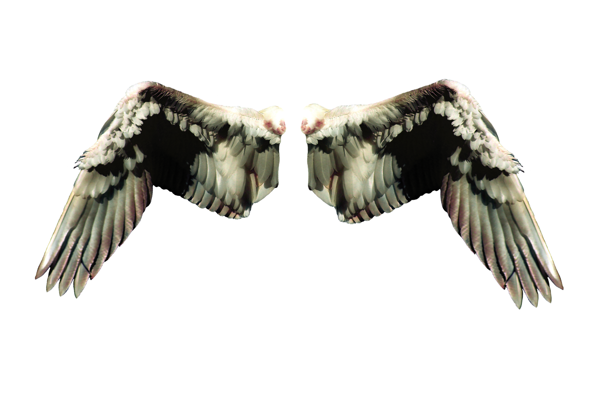 Fantasy fairytale angelic wing free image download