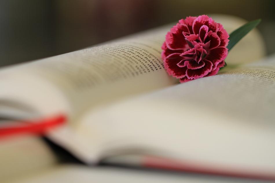 Carnation flower on the open book free image download