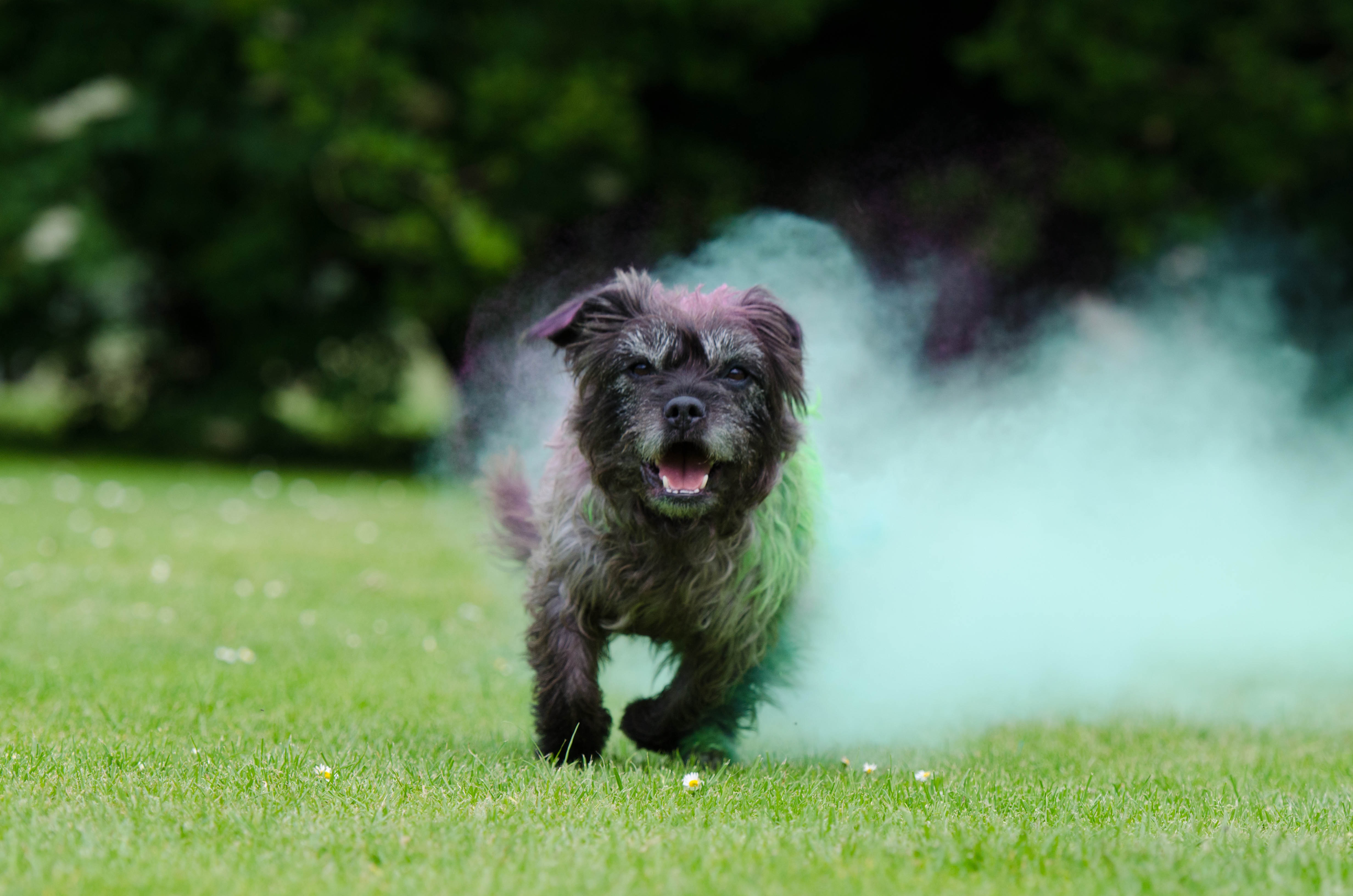 Small dog in colored fog at holi free image download