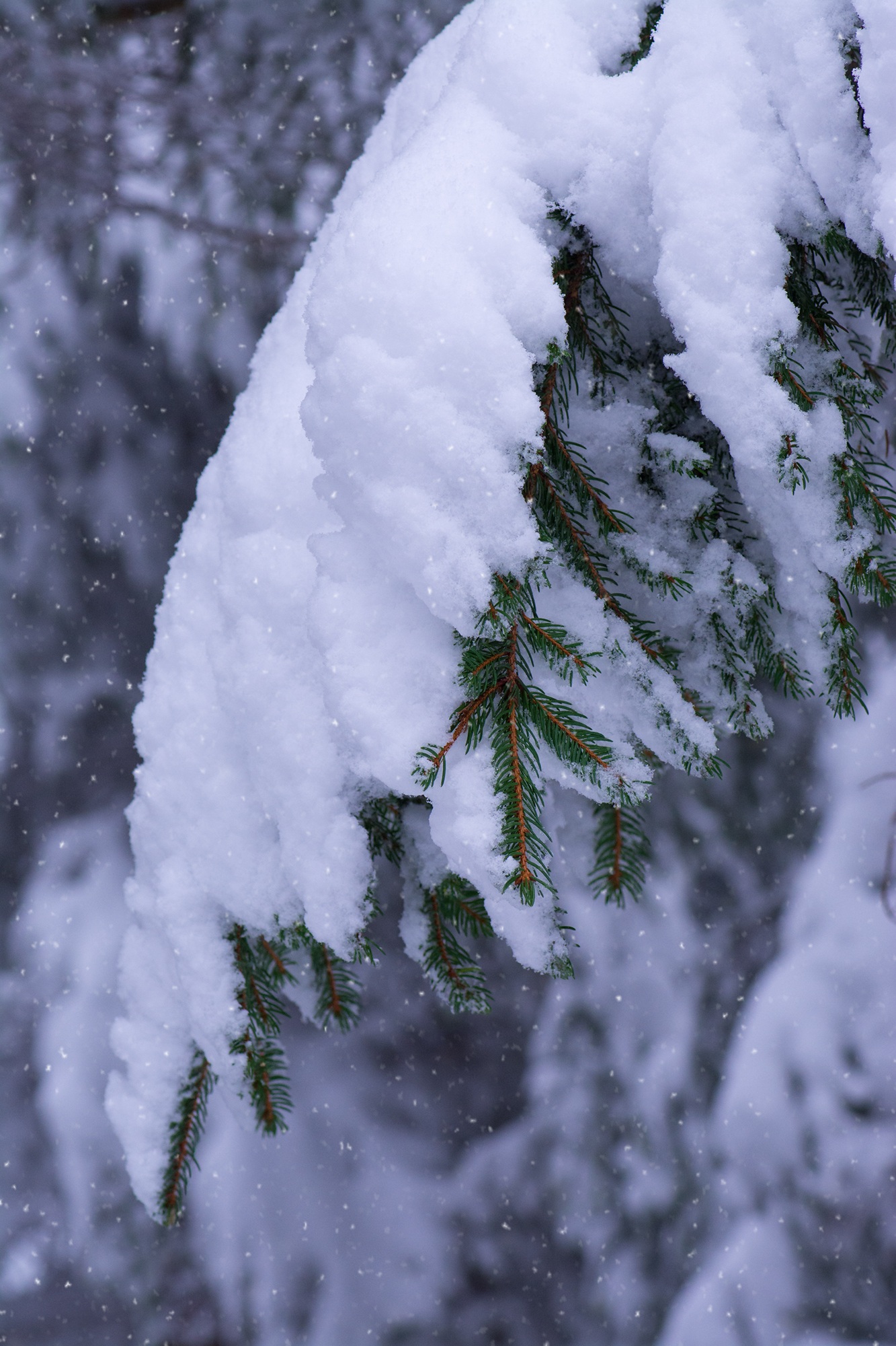 Winter Branches Conifers free image download