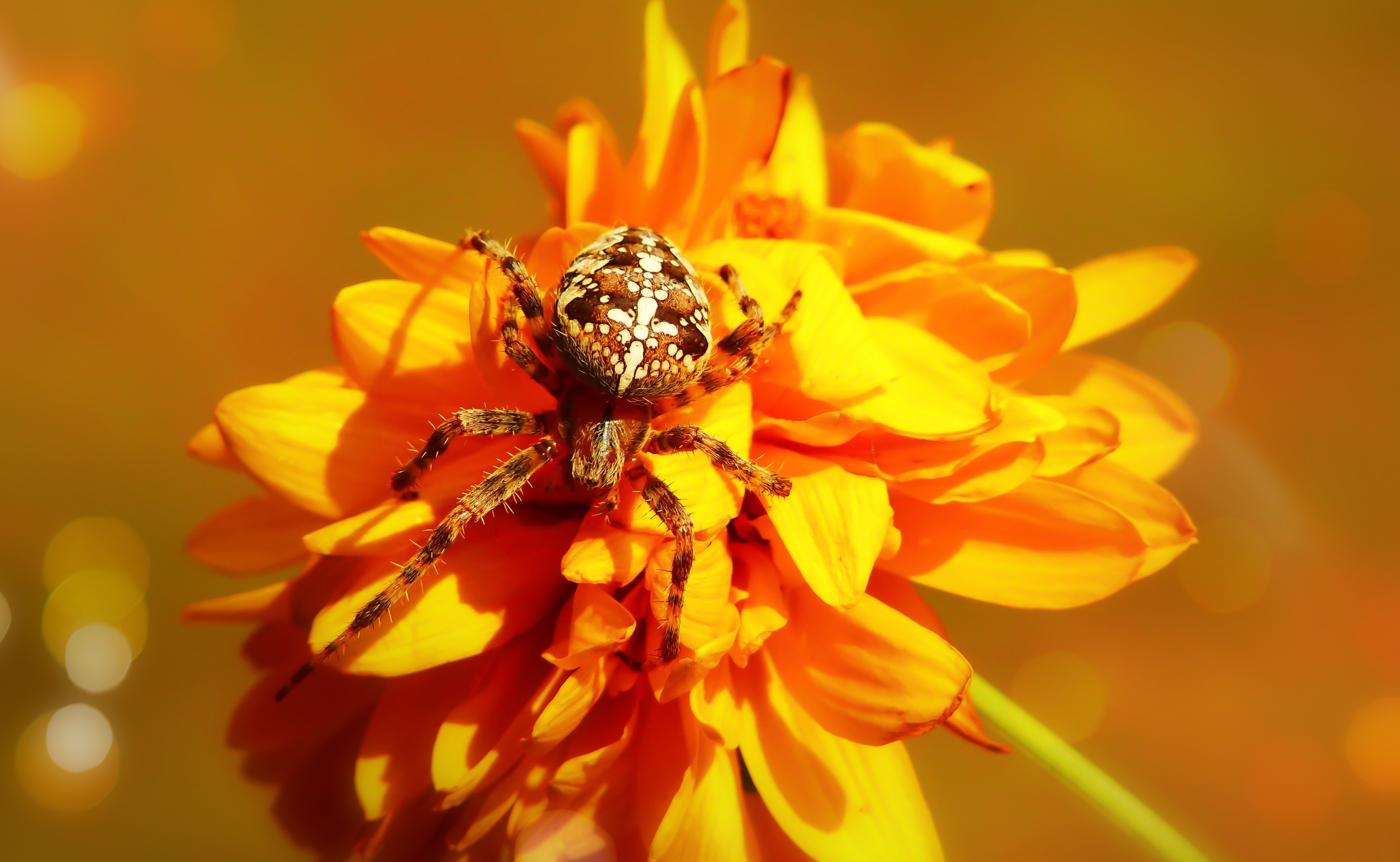 Araneus on an orange flower free image download