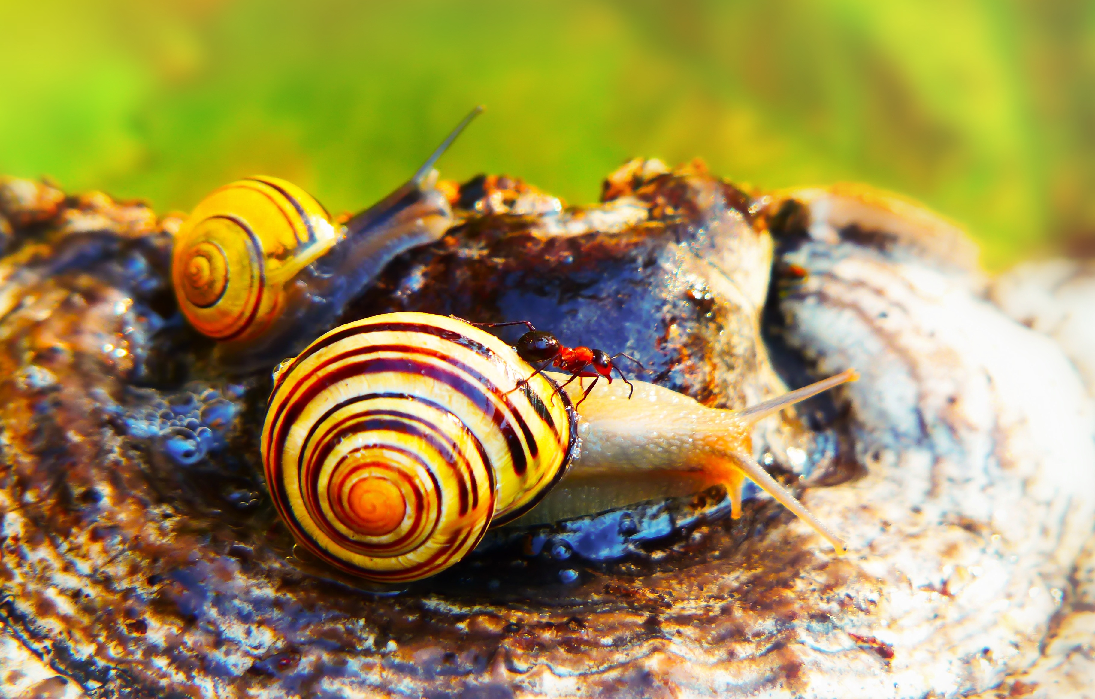 Huntsman Snail Ant free image download