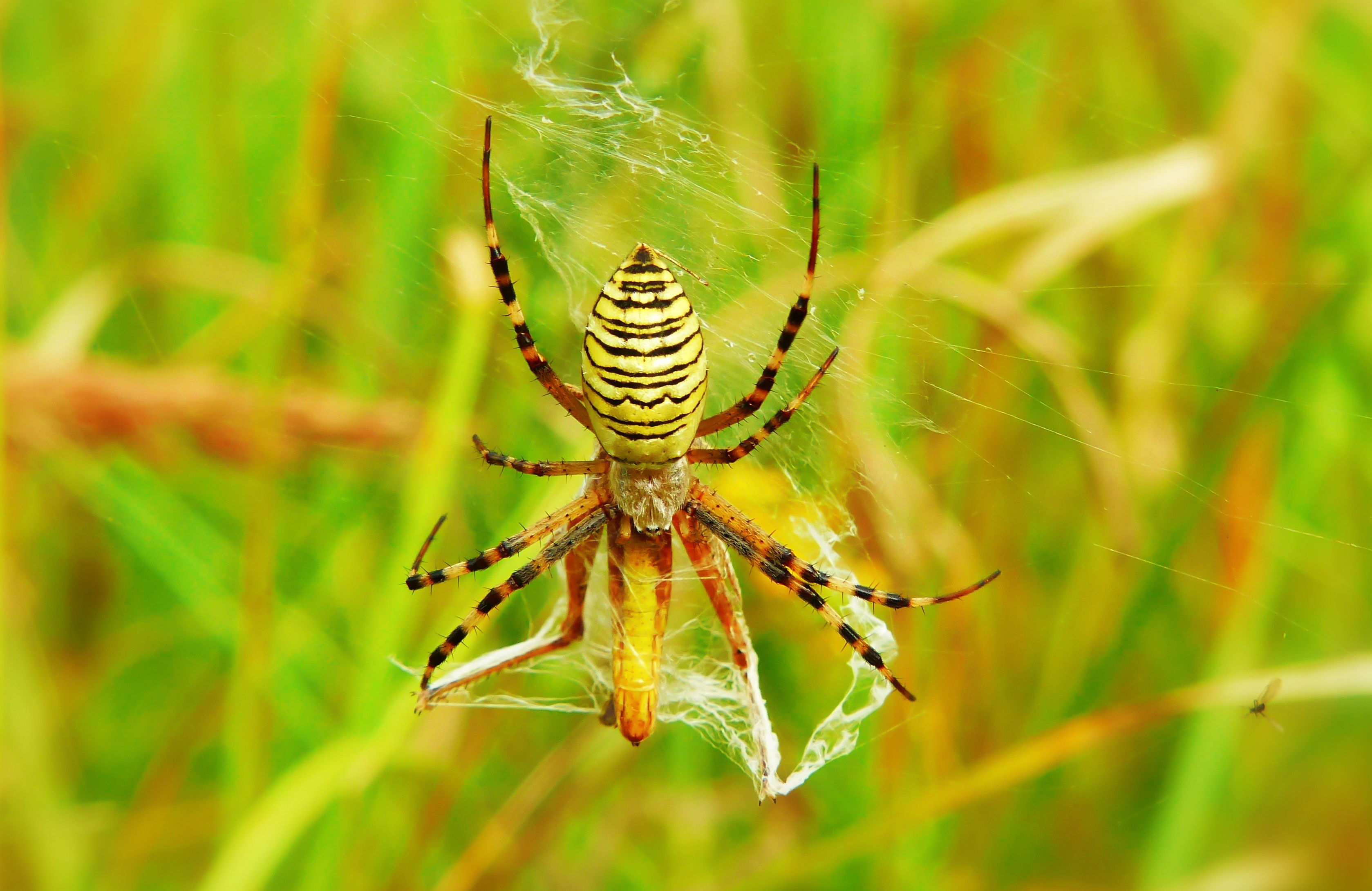 Spider entangled in web free image download