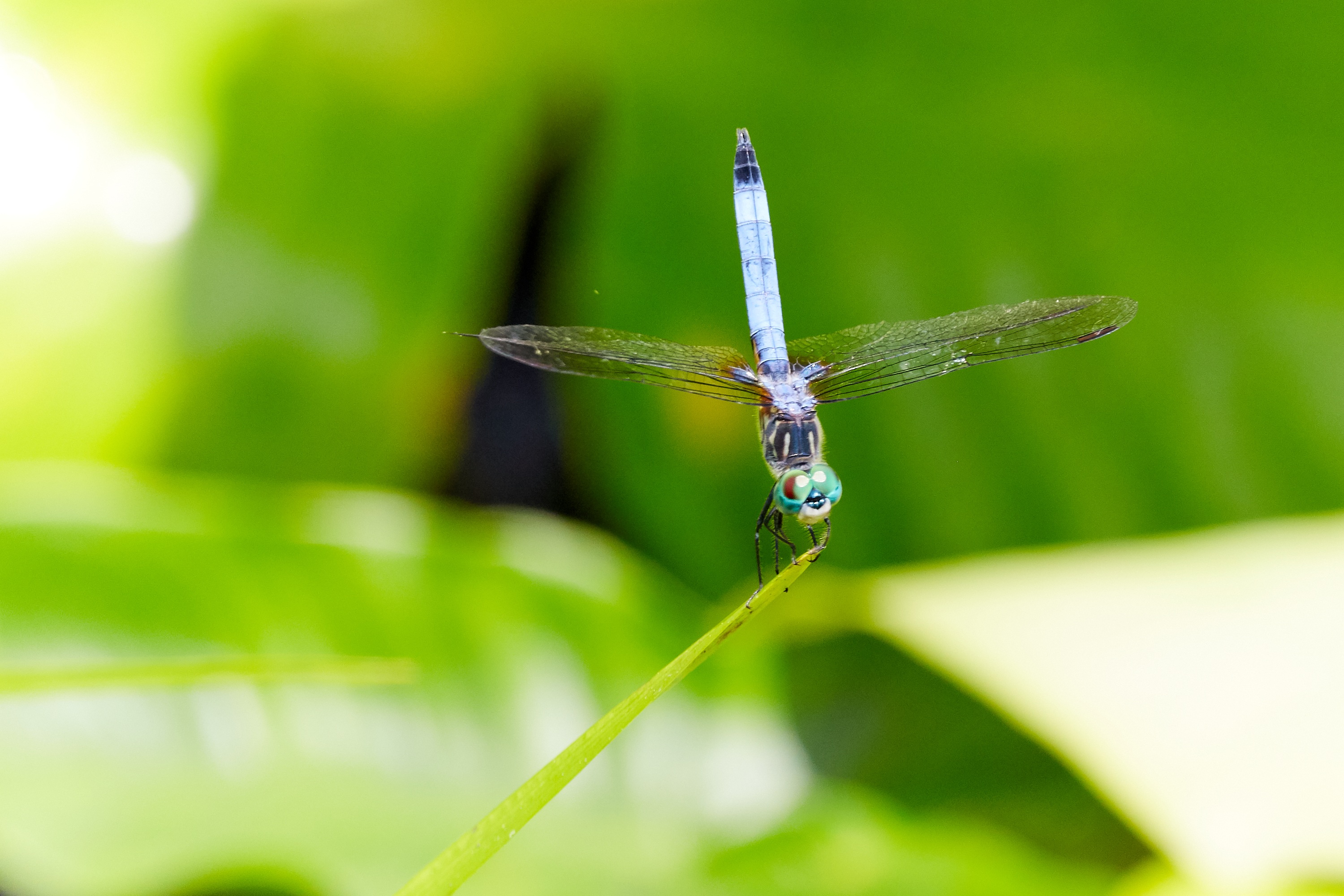Beautiful Dragonfly Bug free image download