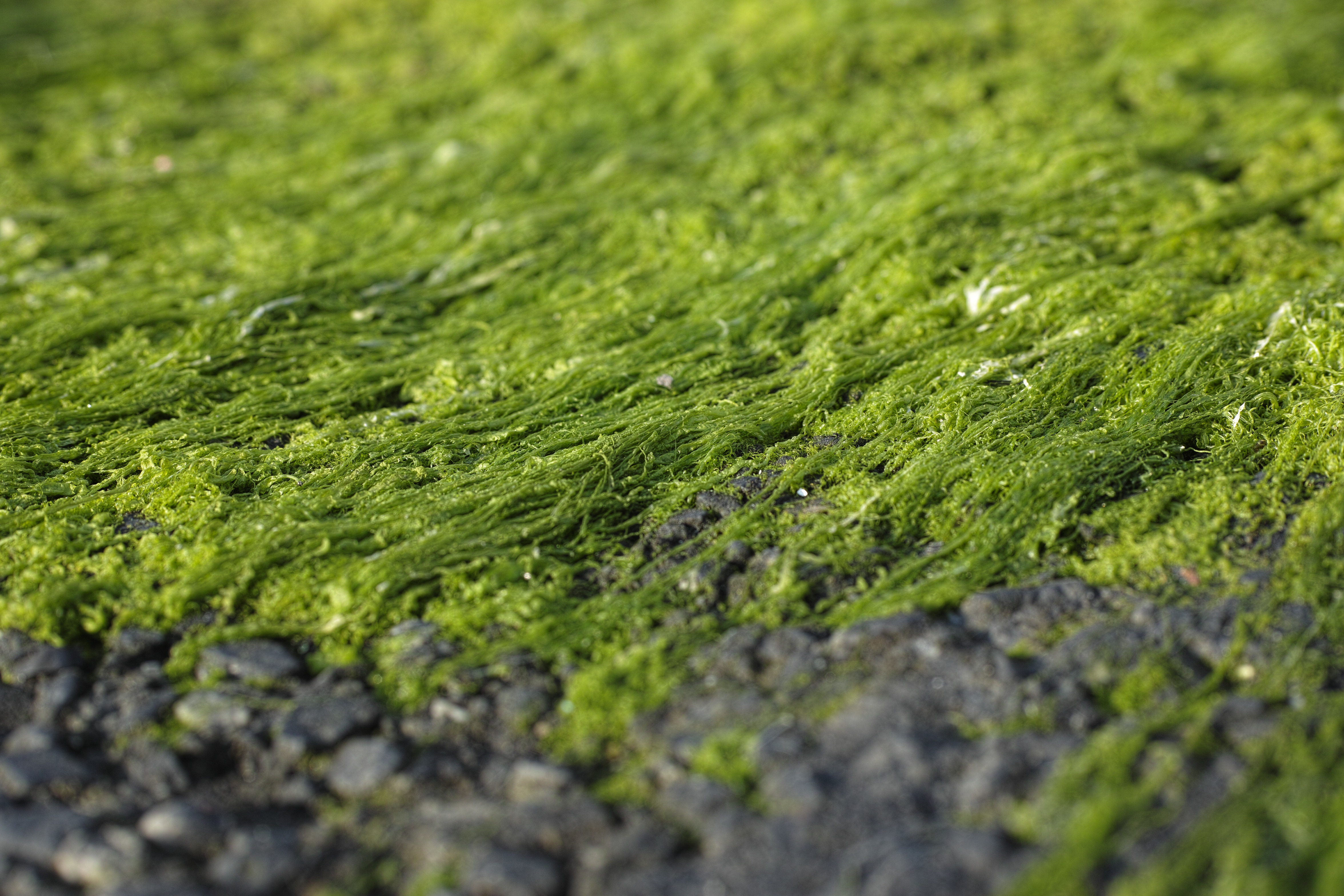 Moss Nature Open free image download