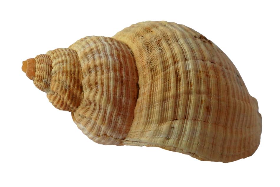 Beautiful Shell drawing free image download