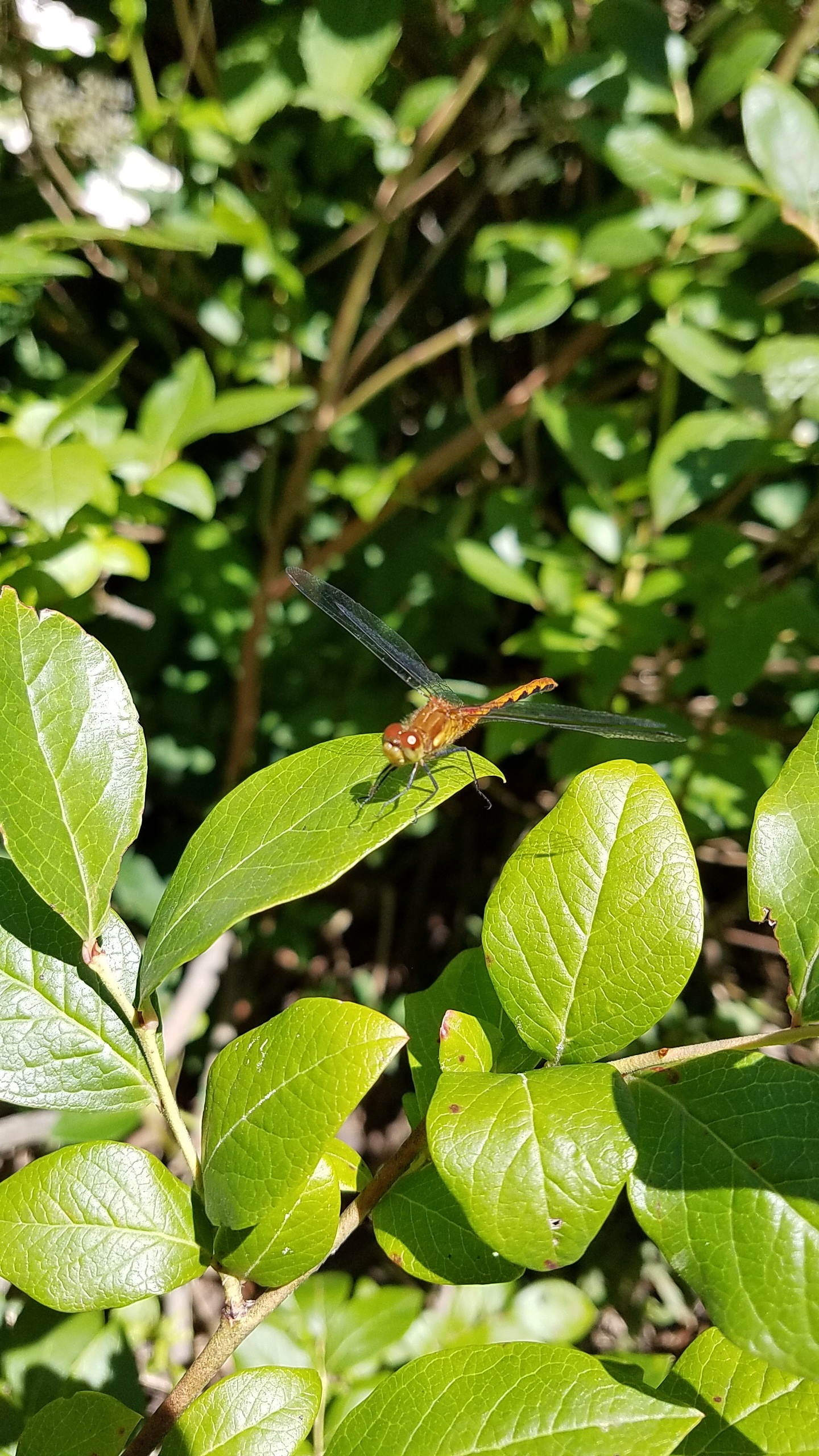 Close-up of the colorful and beautiful dragonfly on the green leaf of ...