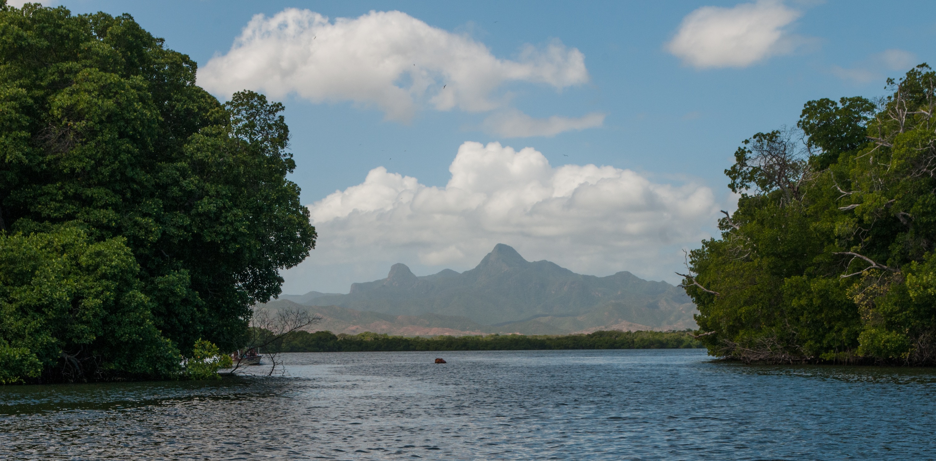 Landscape of La Restinga Lagoon Mangroves free image download