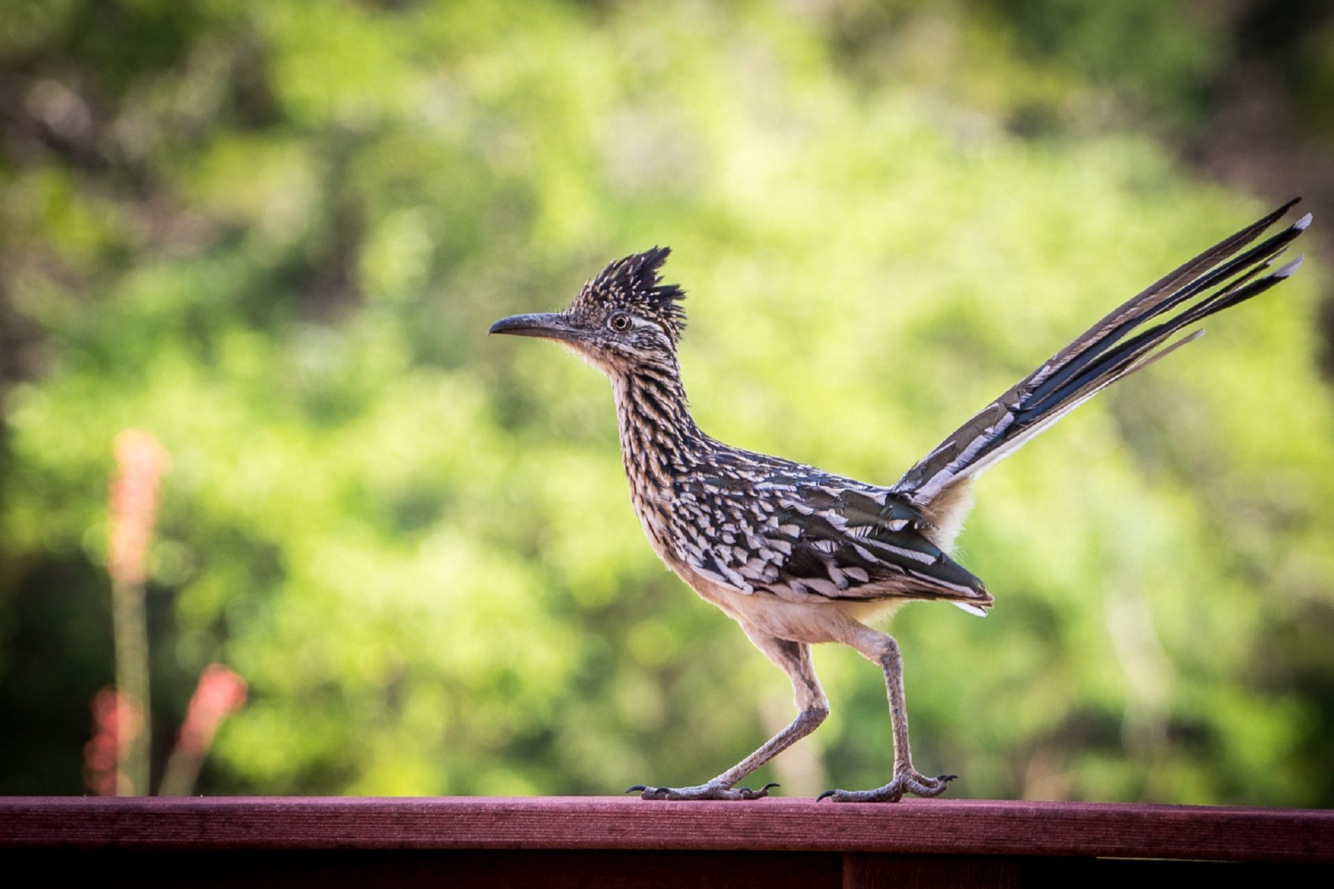 Closeup picture of incredible Roadrunner Bird in the wildlife free ...